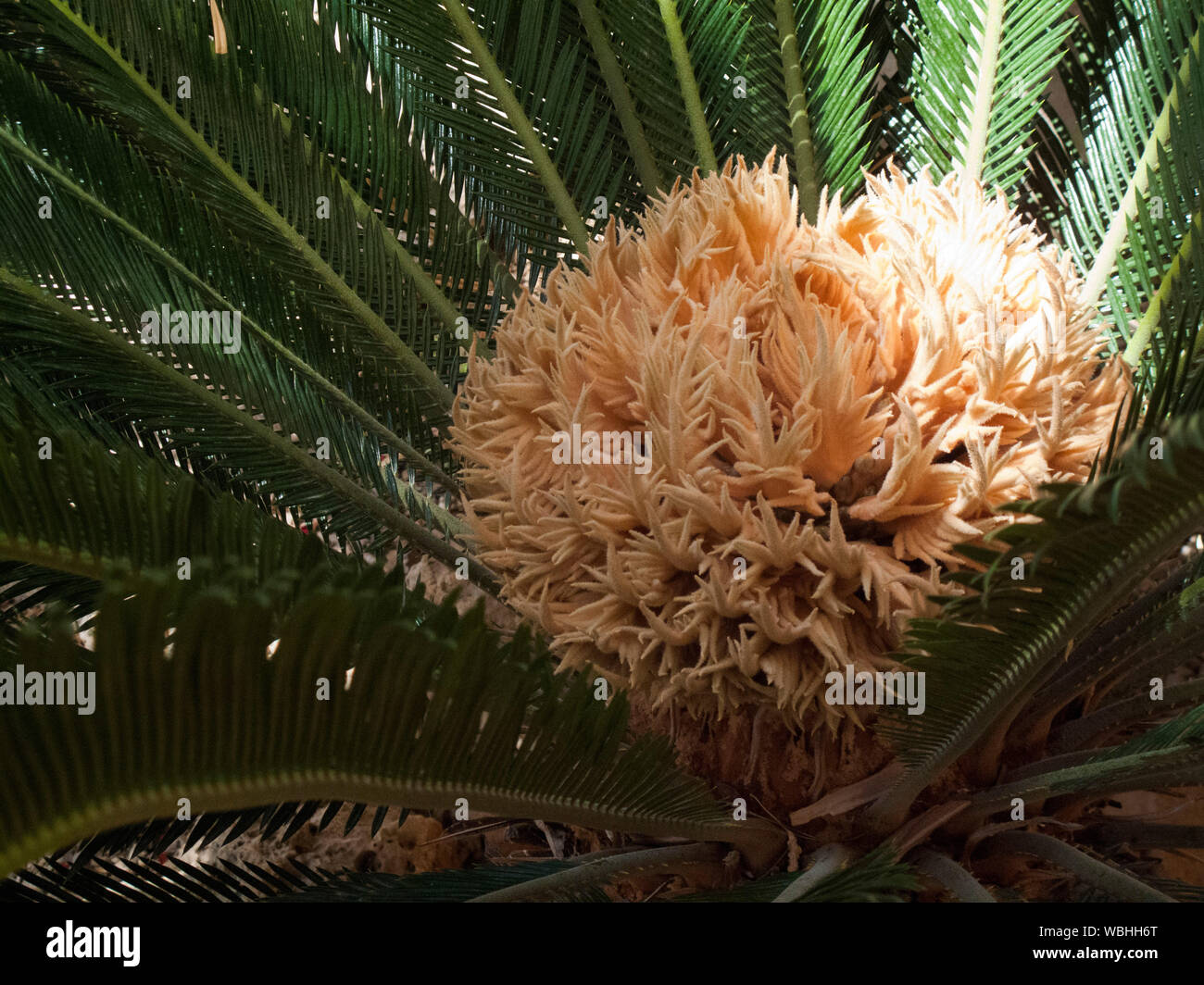 Sago Tree High Resolution Stock Photography and Images - Alamy