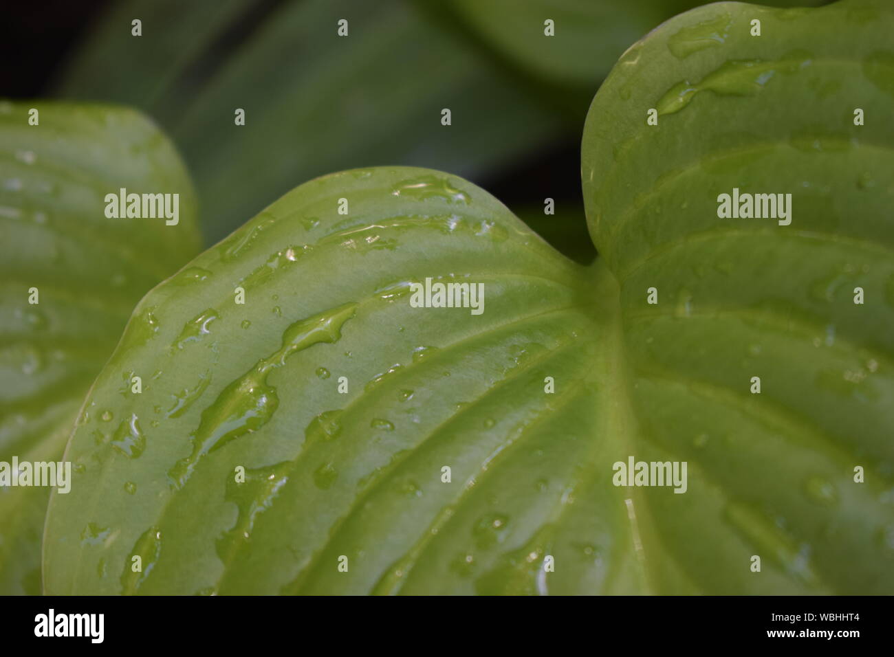 Beautiful tropical Hosta leaves with drops of water. Ornamental Hosta ...