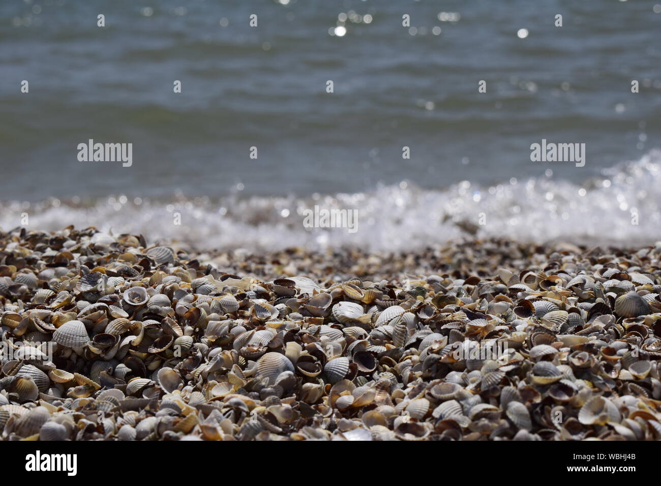 Shell and surf. Sea shells on the ocean, thrown out by the waves of the ...
