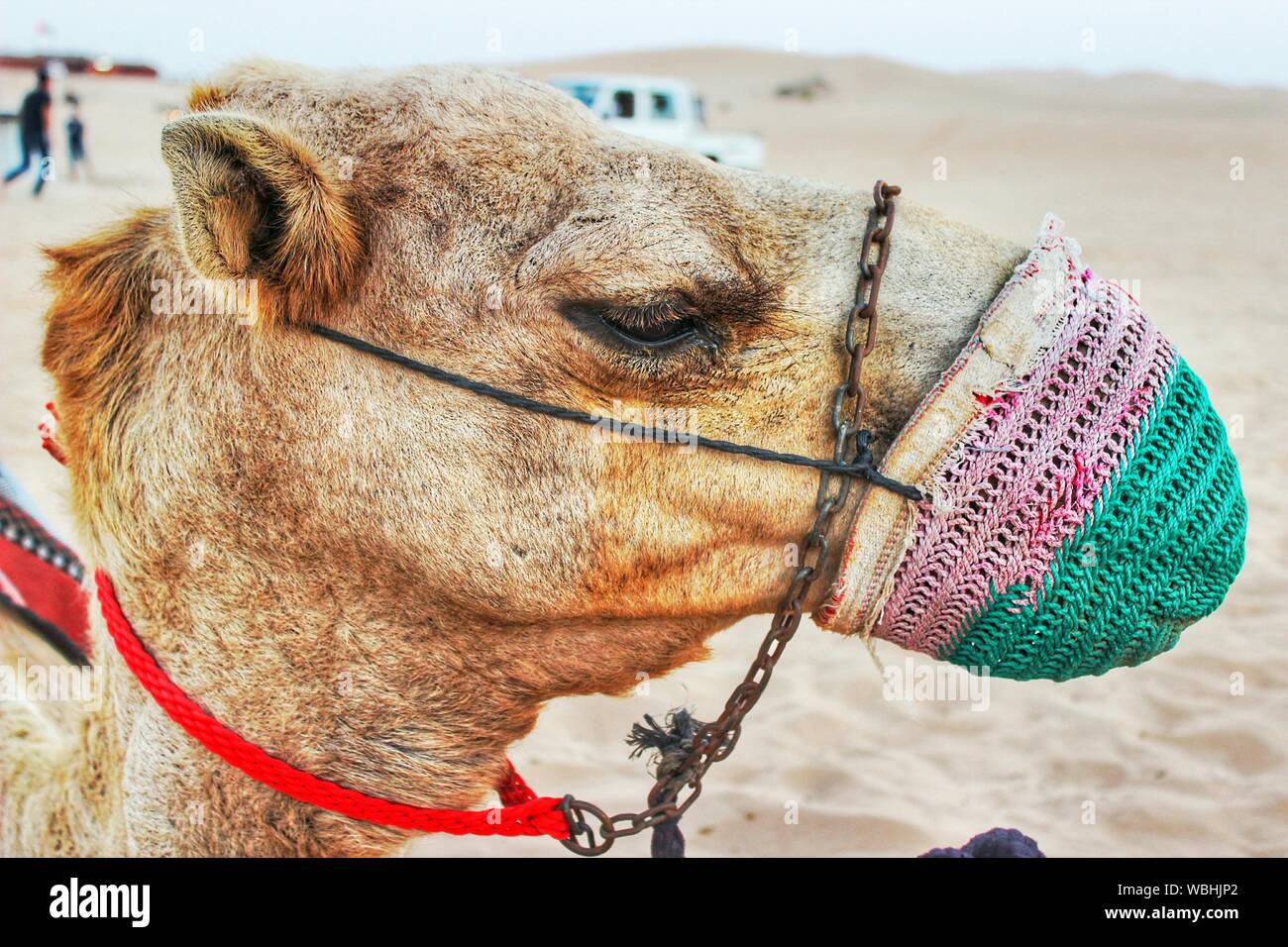 Camel chain hi-res stock photography and images - Alamy