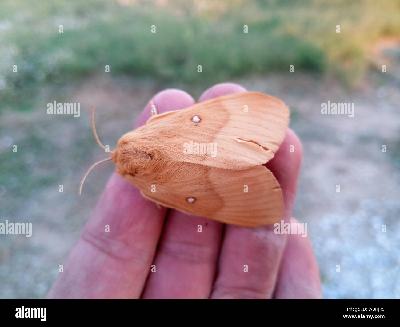 Orange owlet butterfly hi-res stock photography and images - Alamy