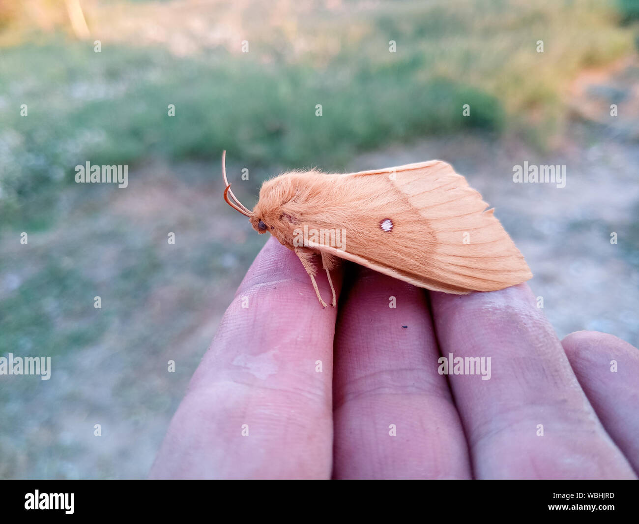 orange shaggy large butterfly of the dipper family Pyrrharctia isabella ...