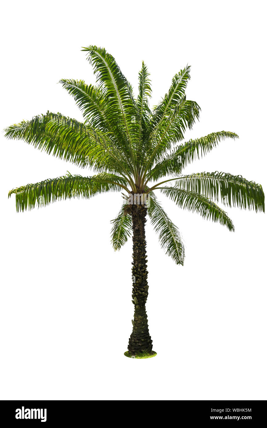 Palm Tree Palm Tree Cut Out Stock Images & Pictures - Alamy