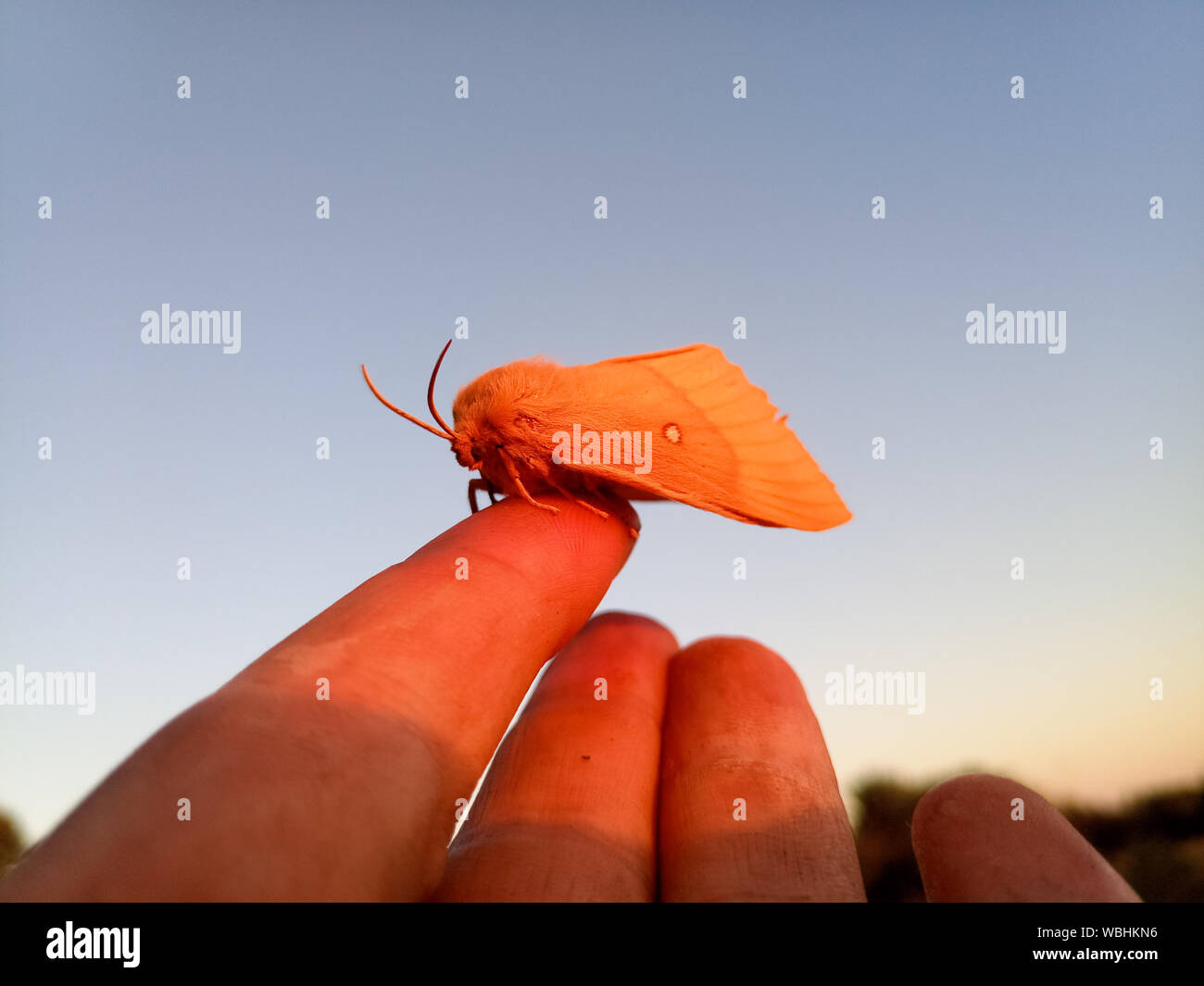 orange shaggy large butterfly of the dipper family Pyrrharctia isabella ...