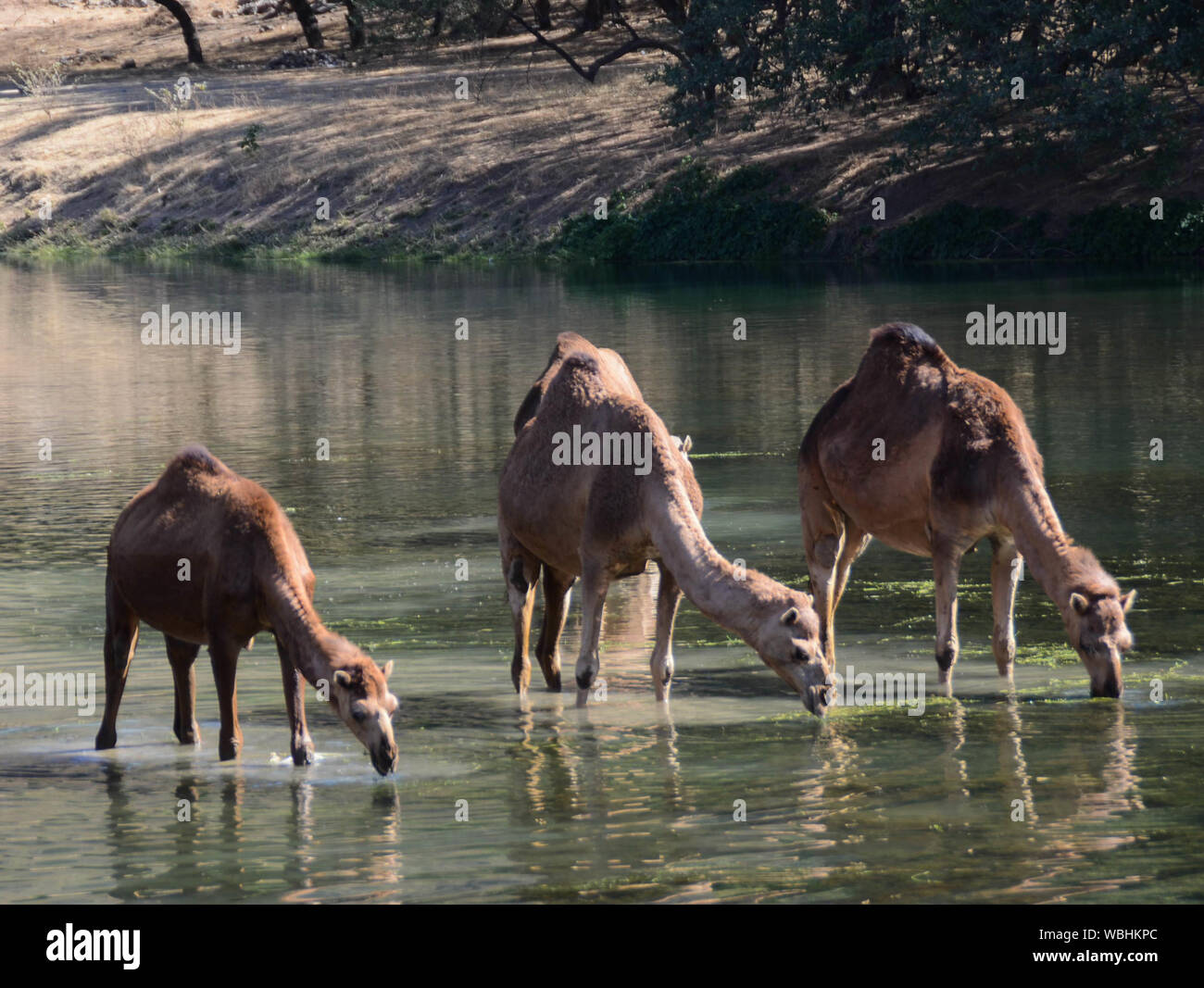 Row Of Camels High Resolution Stock Photography and Images - Alamy