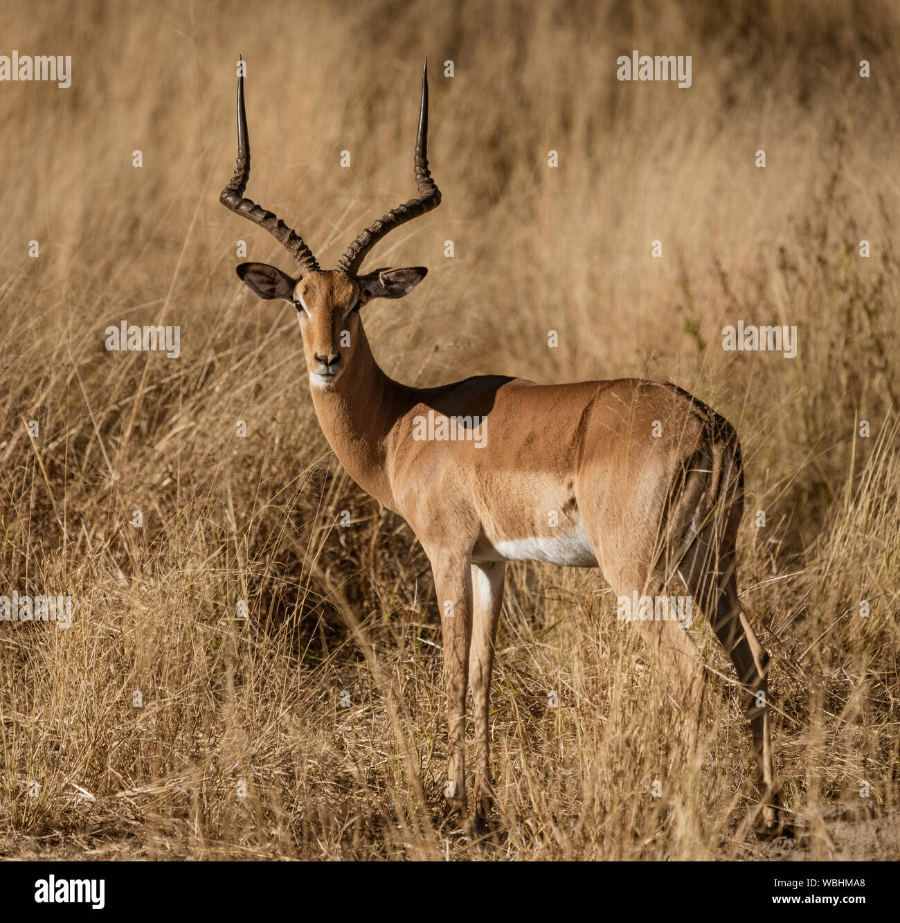 An adult male impala looks around in Namibia Stock Photo - Alamy