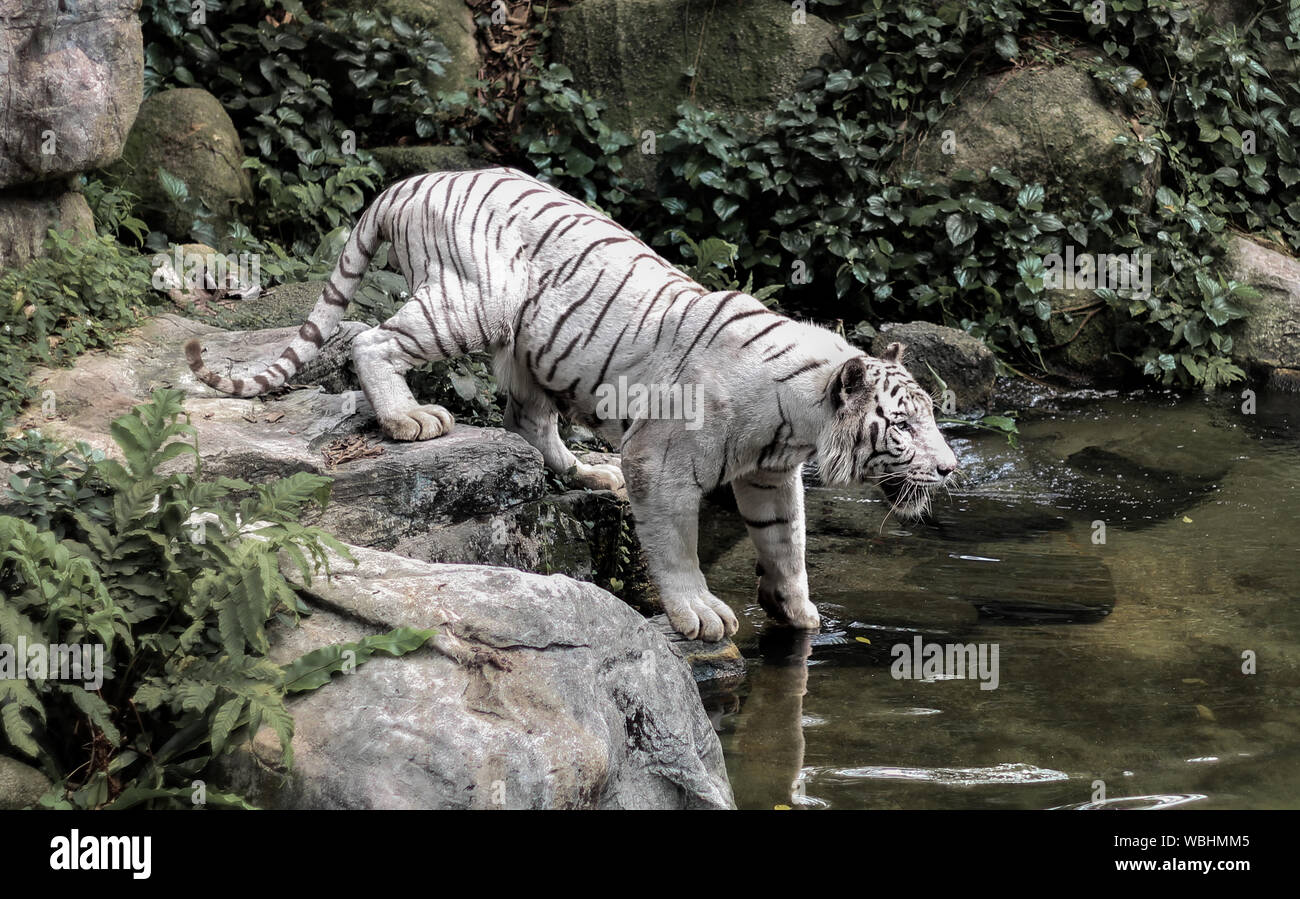White tiger at zoo hi-res stock photography and images - Alamy