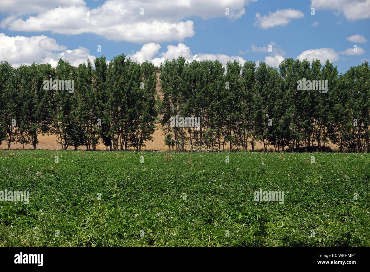 wind curtains for planting trees for protection from wind erosion Stock ...