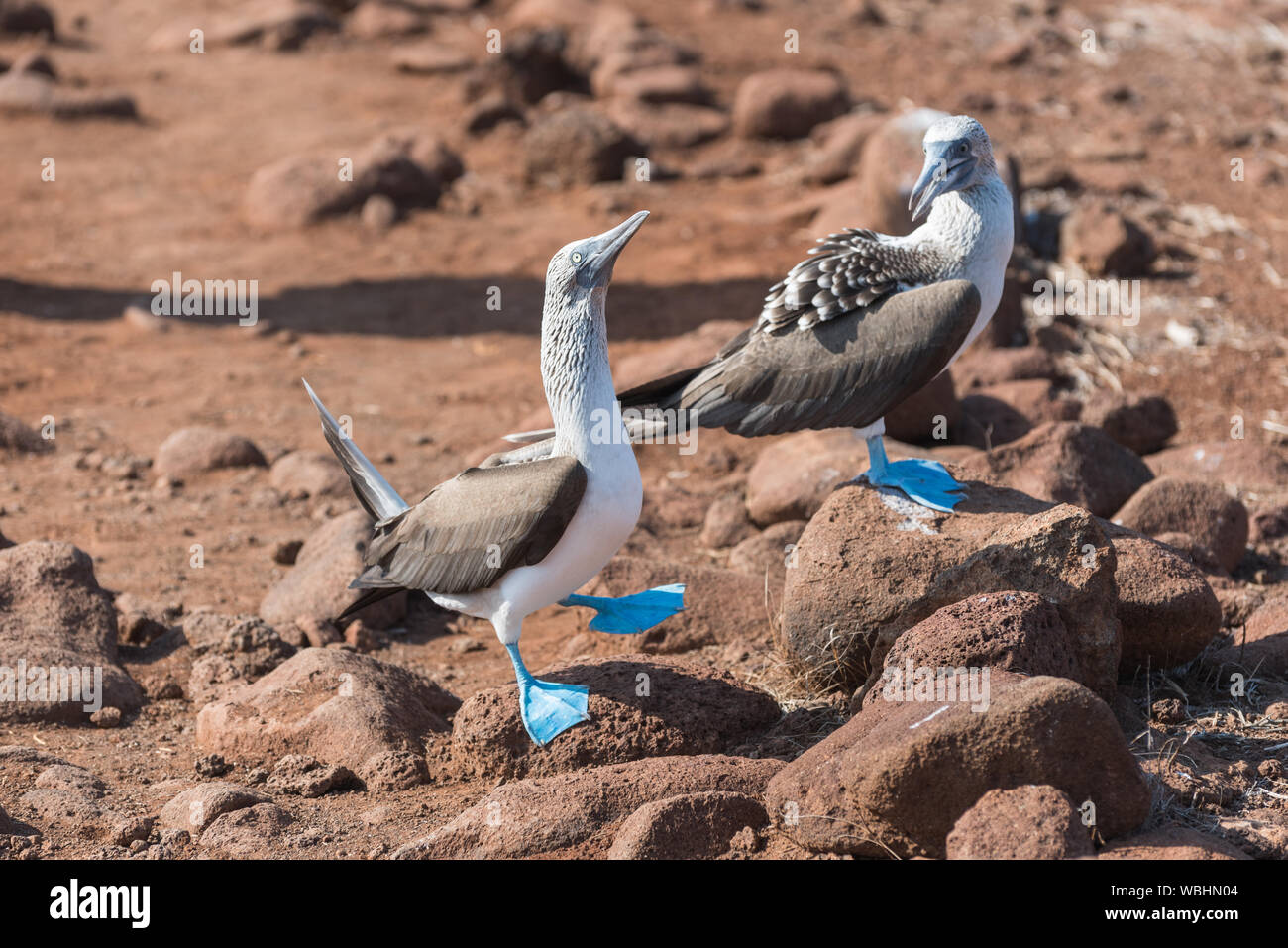 Mating dance of blue footed booby on North Seymour, Galapagos Islands ...