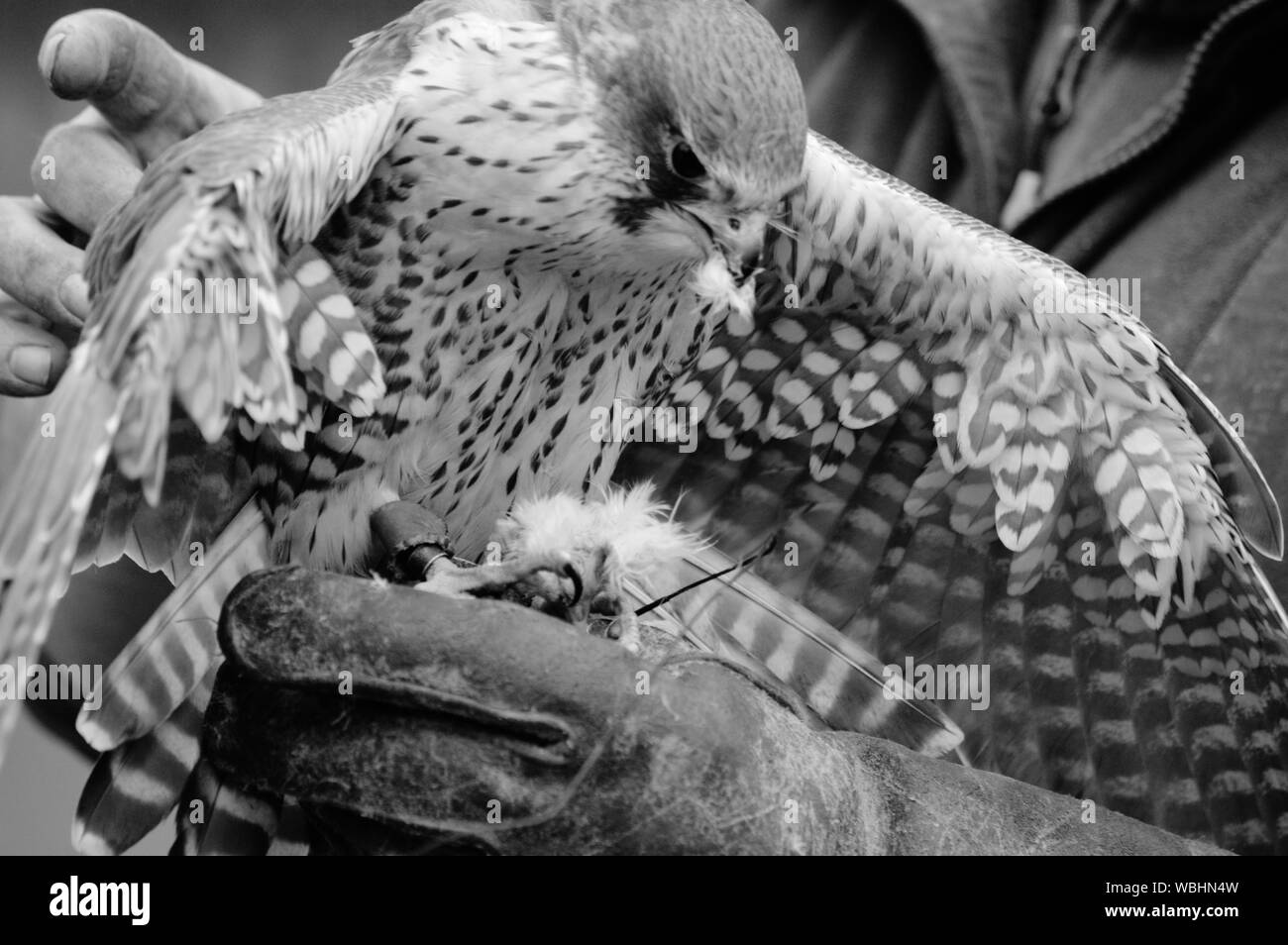 Holding hawk hi-res stock photography and images - Alamy