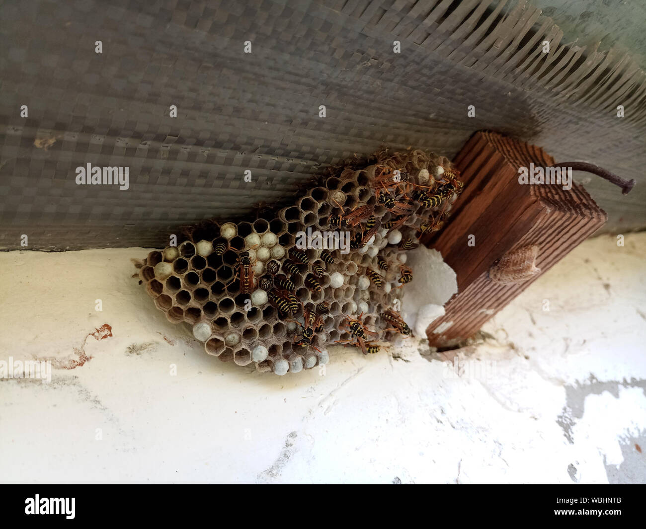 A nest of wasps polystyles under the roof of the house. Nest cells with ...