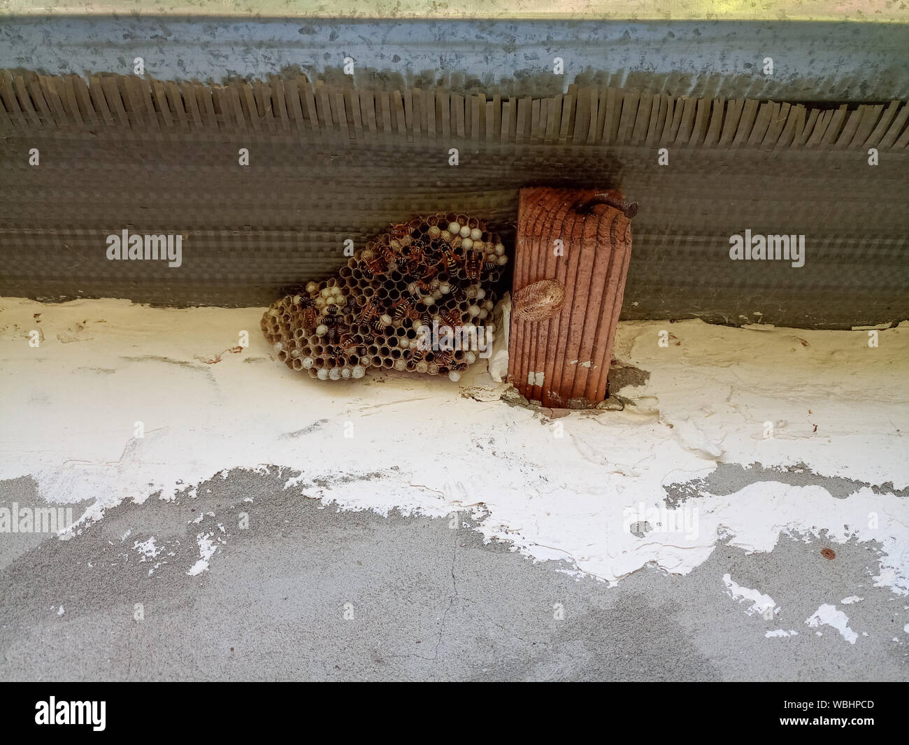 A nest of wasps polystyles under the roof of the house. Nest cells with ...
