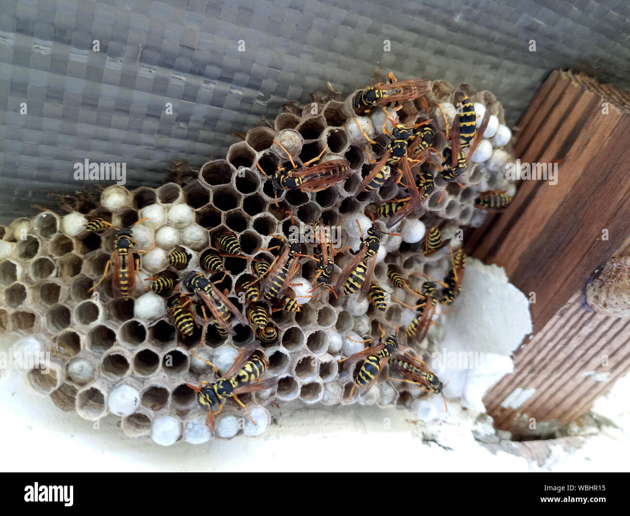 A nest of wasps polystyles under the roof of the house. Nest cells with ...