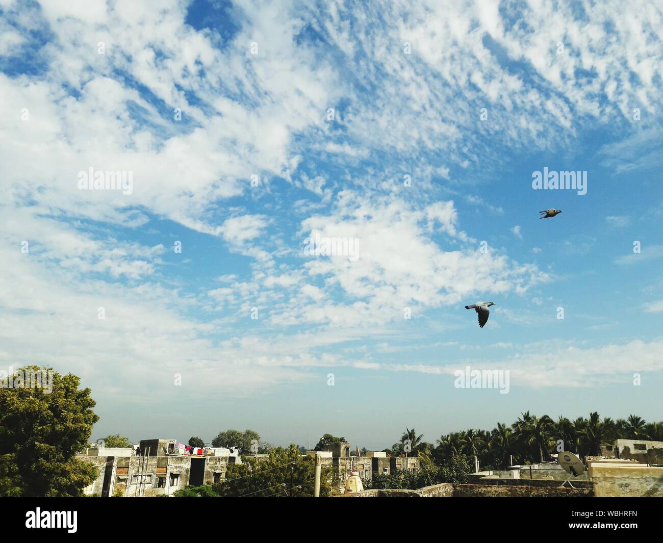 Bird flying through cloud hi-res stock photography and images - Alamy