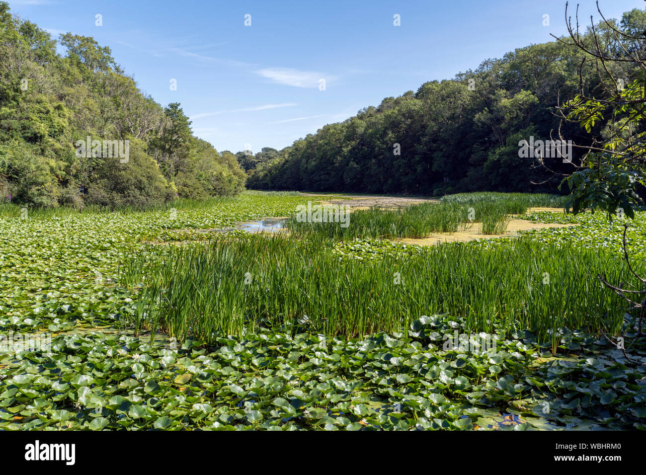Bosherston Lily Ponds Pembrokeshire High Resolution Stock Photography ...