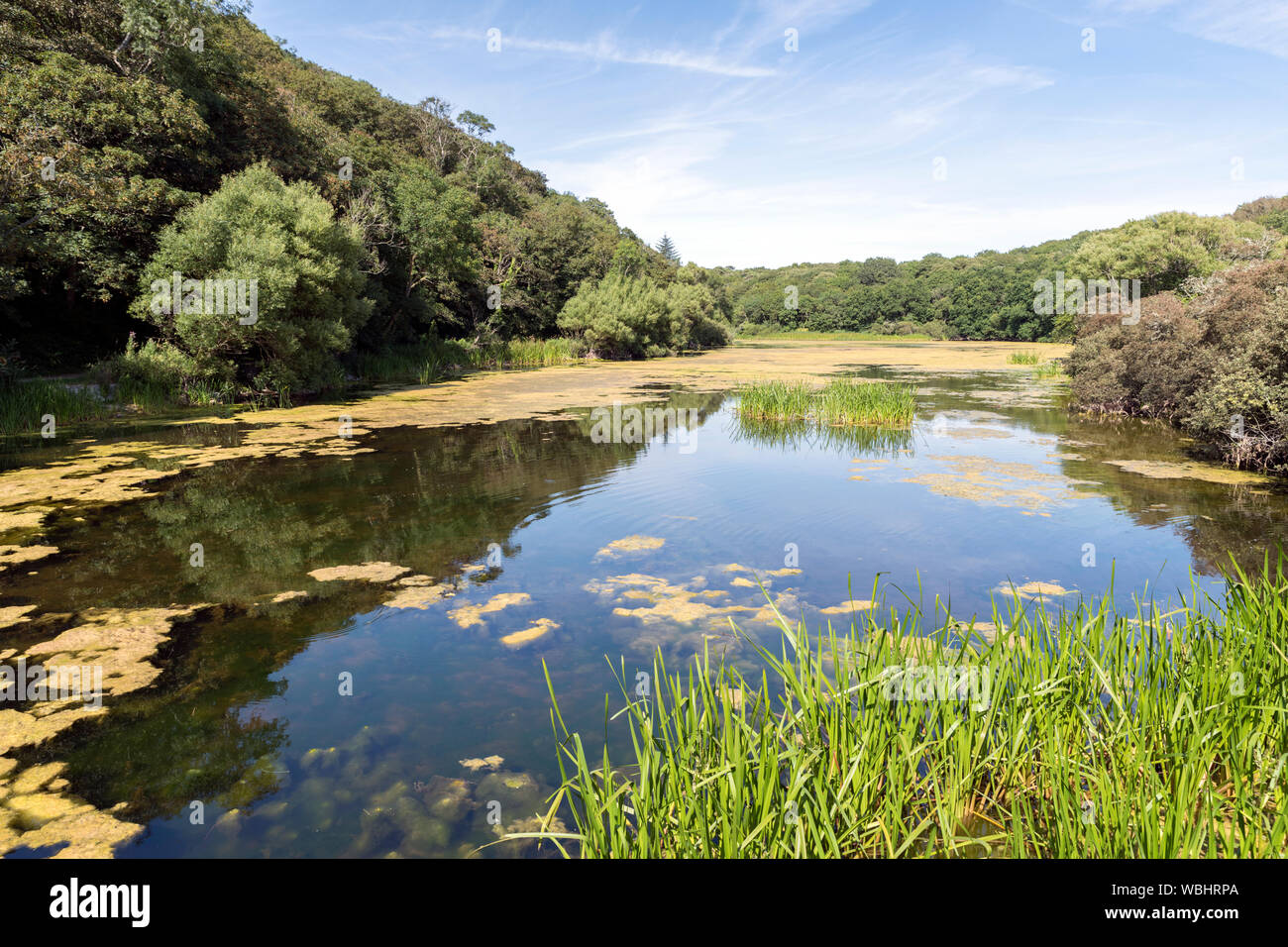 Bosherston lily ponds hi-res stock photography and images - Alamy