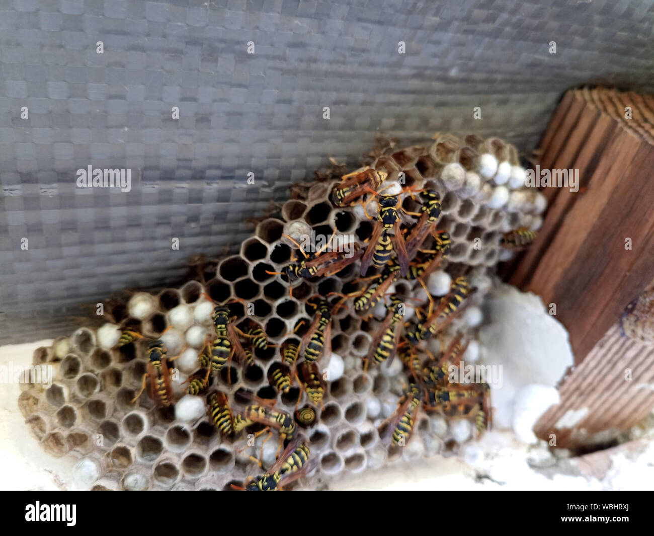 A nest of wasps polystyles under the roof of the house. Nest cells with ...