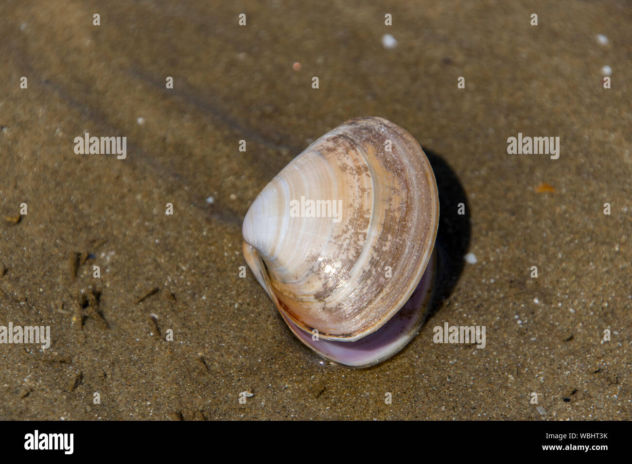 Clam shell hi-res stock photography and images - Alamy