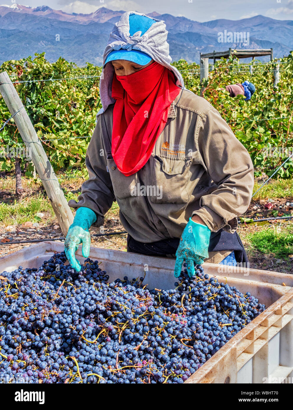 Load of grapes hi-res stock photography and images - Alamy