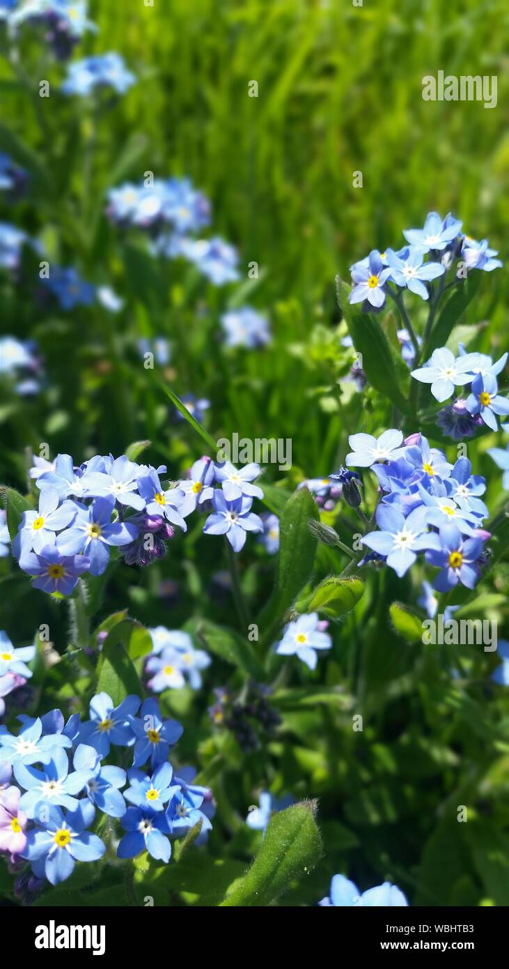 Tiny blue hi-res stock photography and images - Alamy