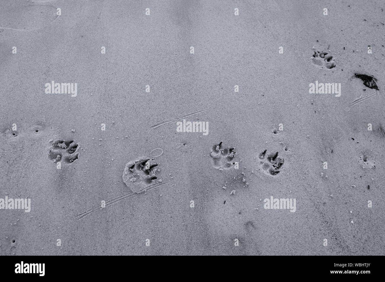 Animal Footprints High Resolution Stock Photography and Images - Alamy