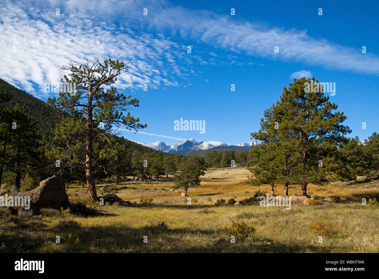 Coniferous trees on grassy hi-res stock photography and images - Alamy