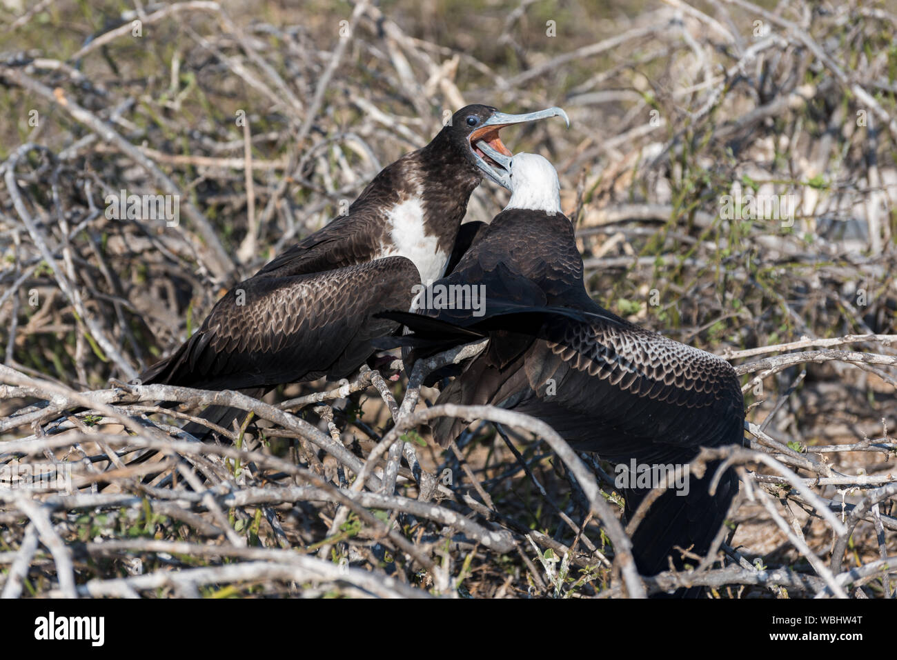 A female great Frigatebird feeds her chick on North Seymour Island ...