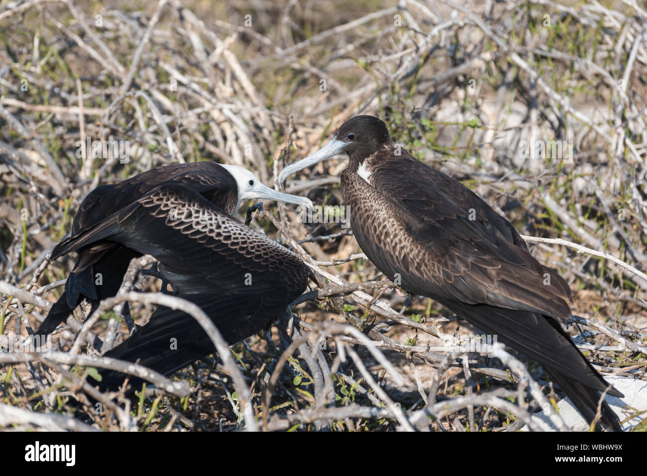 A female great Frigatebird feeds her chick on North Seymour Island ...