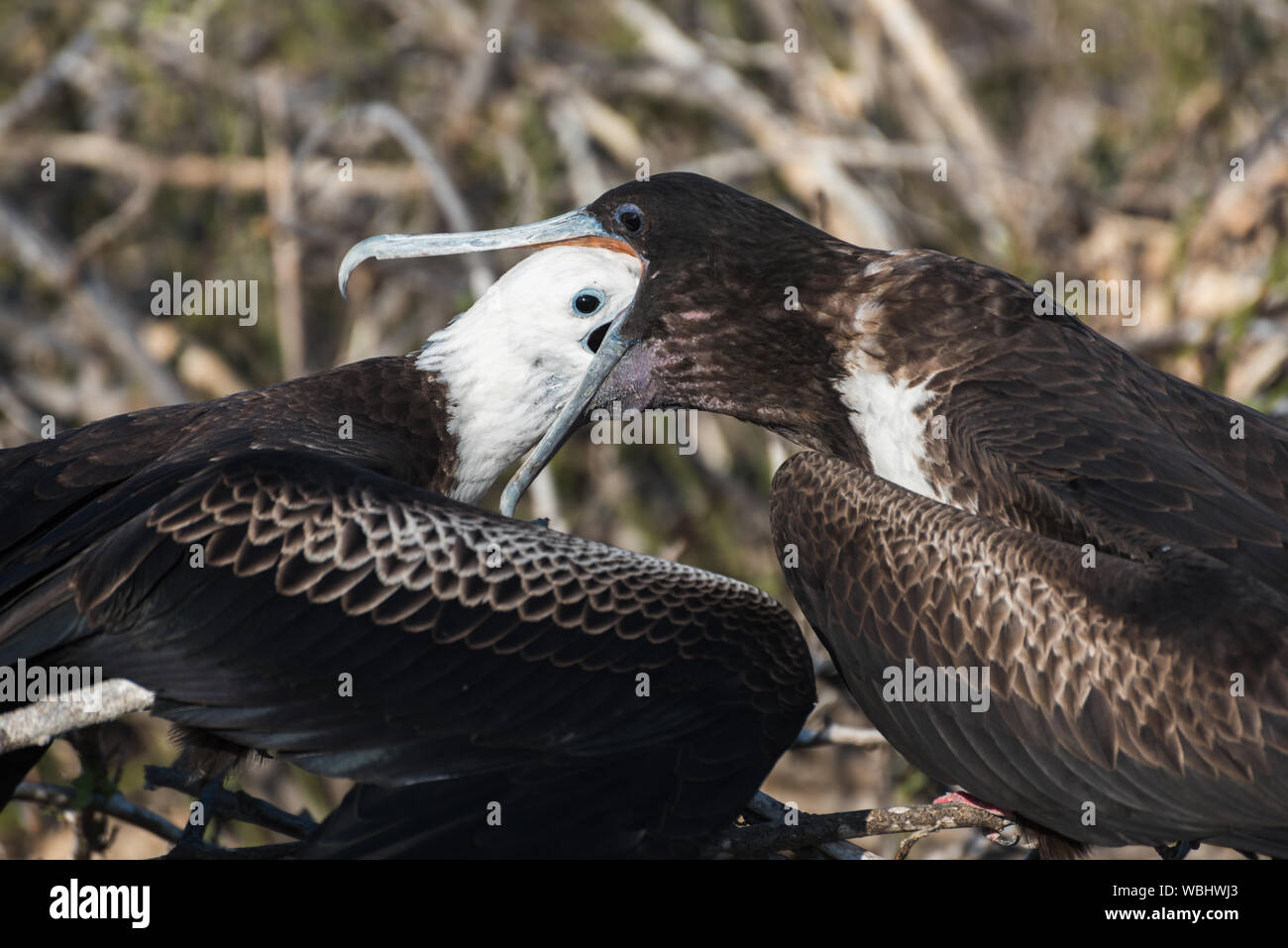 A female great Frigatebird feeds her chick on North Seymour Island ...