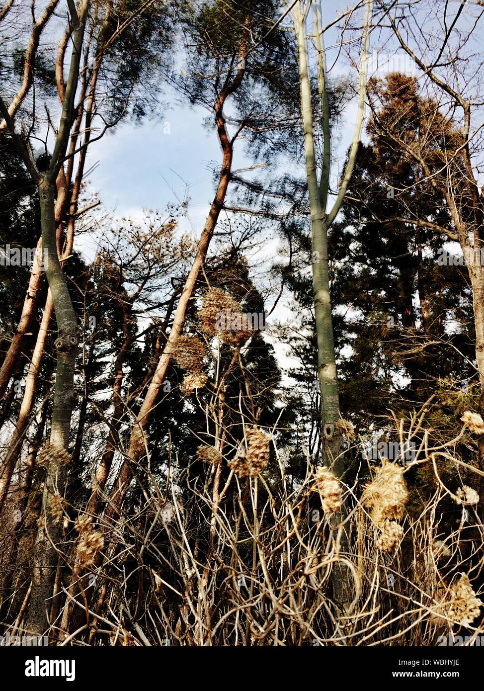 Tall dry trees hi-res stock photography and images - Alamy