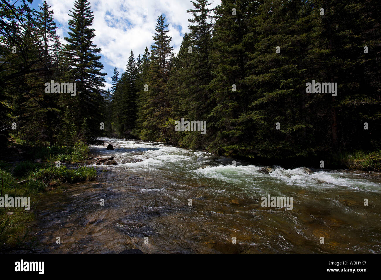 Rock creek in the Custer Campground near Red Lodge Montana USA June ...