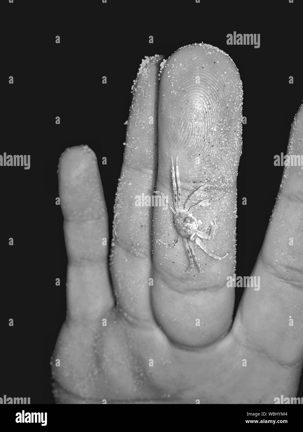 Human hand holding crab Black and White Stock Photos & Images - Alamy