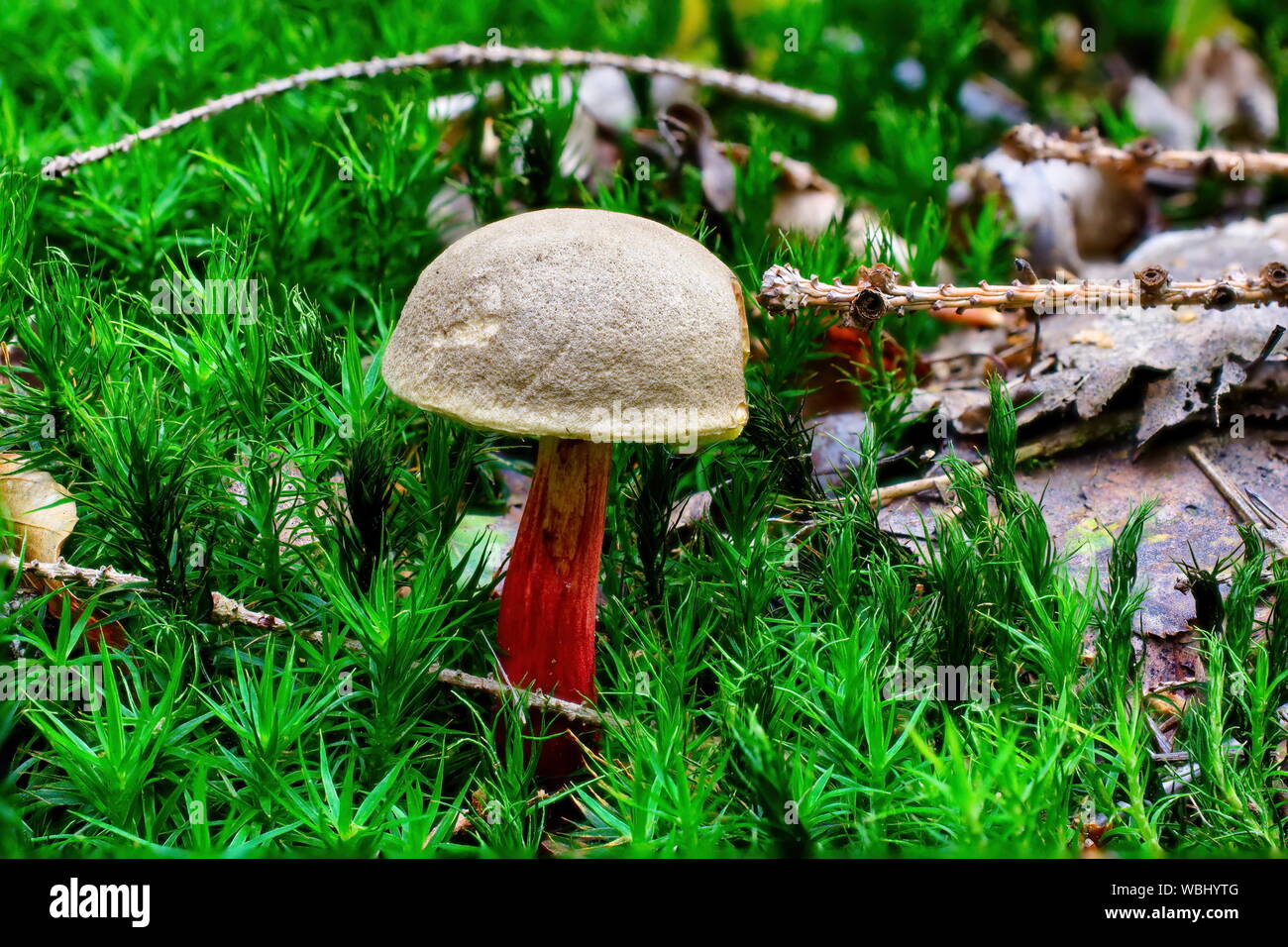 Xerocomellus chrysenteron mushroom in a forest Stock Photo - Alamy