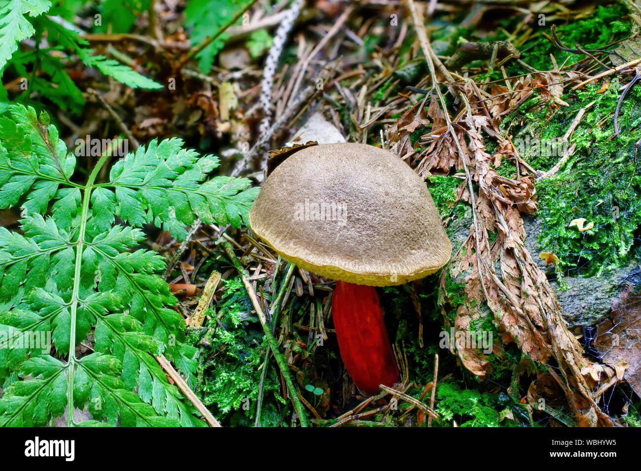 Xerocomellus chrysenteron mushroom in a forest Stock Photo - Alamy