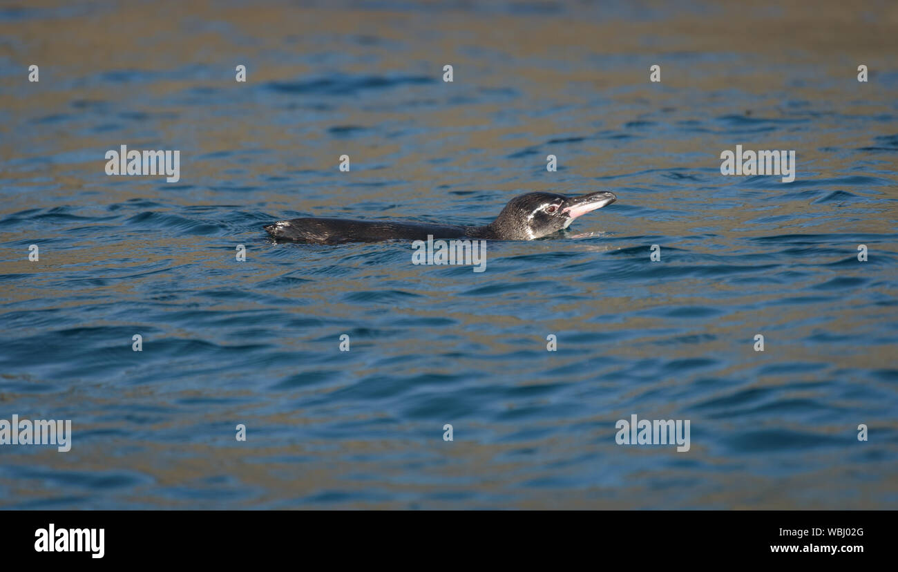 Galapagos Penguin swimming in Pacific Ocean, Santiago Island, Galapagos ...