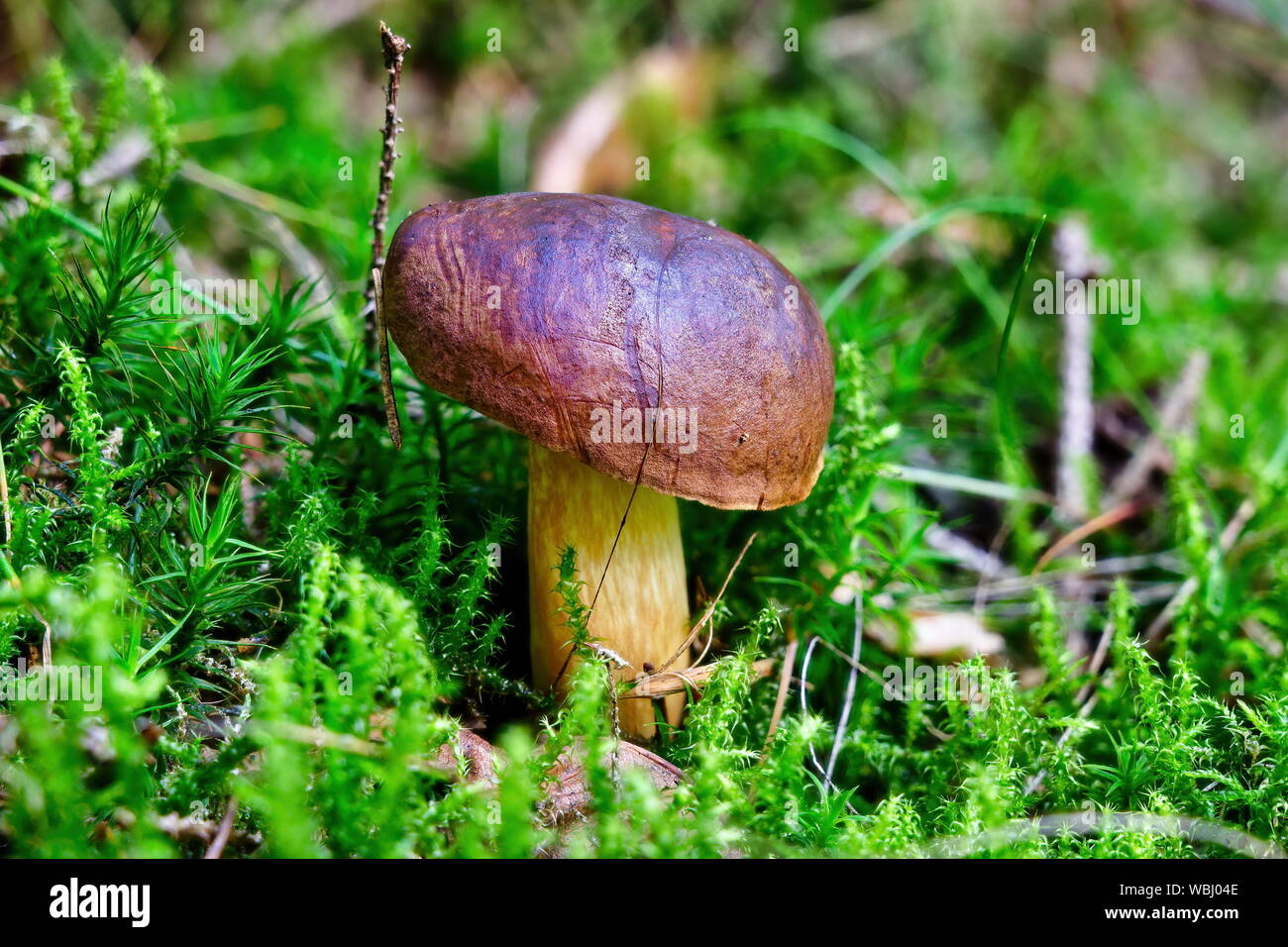 Imleria badia (Boletus badius) in a forest Stock Photo - Alamy
