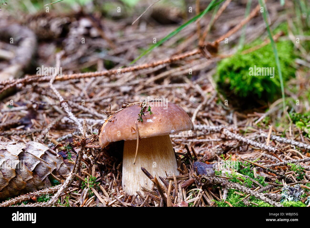 Boletus edulis edible mushroom in the forest Stock Photo - Alamy