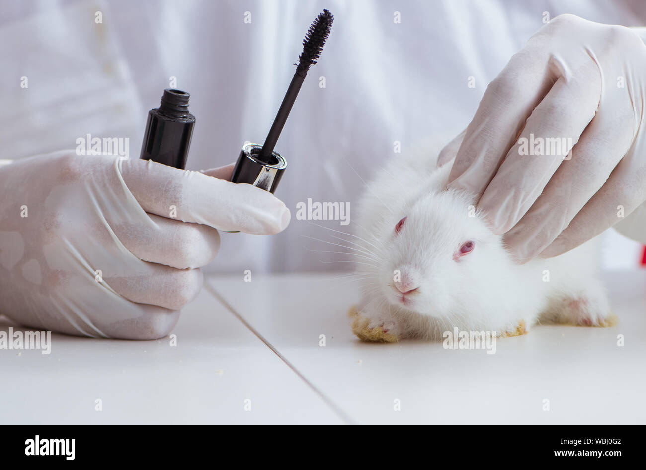 The white rabbit in scientific lab experiment Stock Photo - Alamy