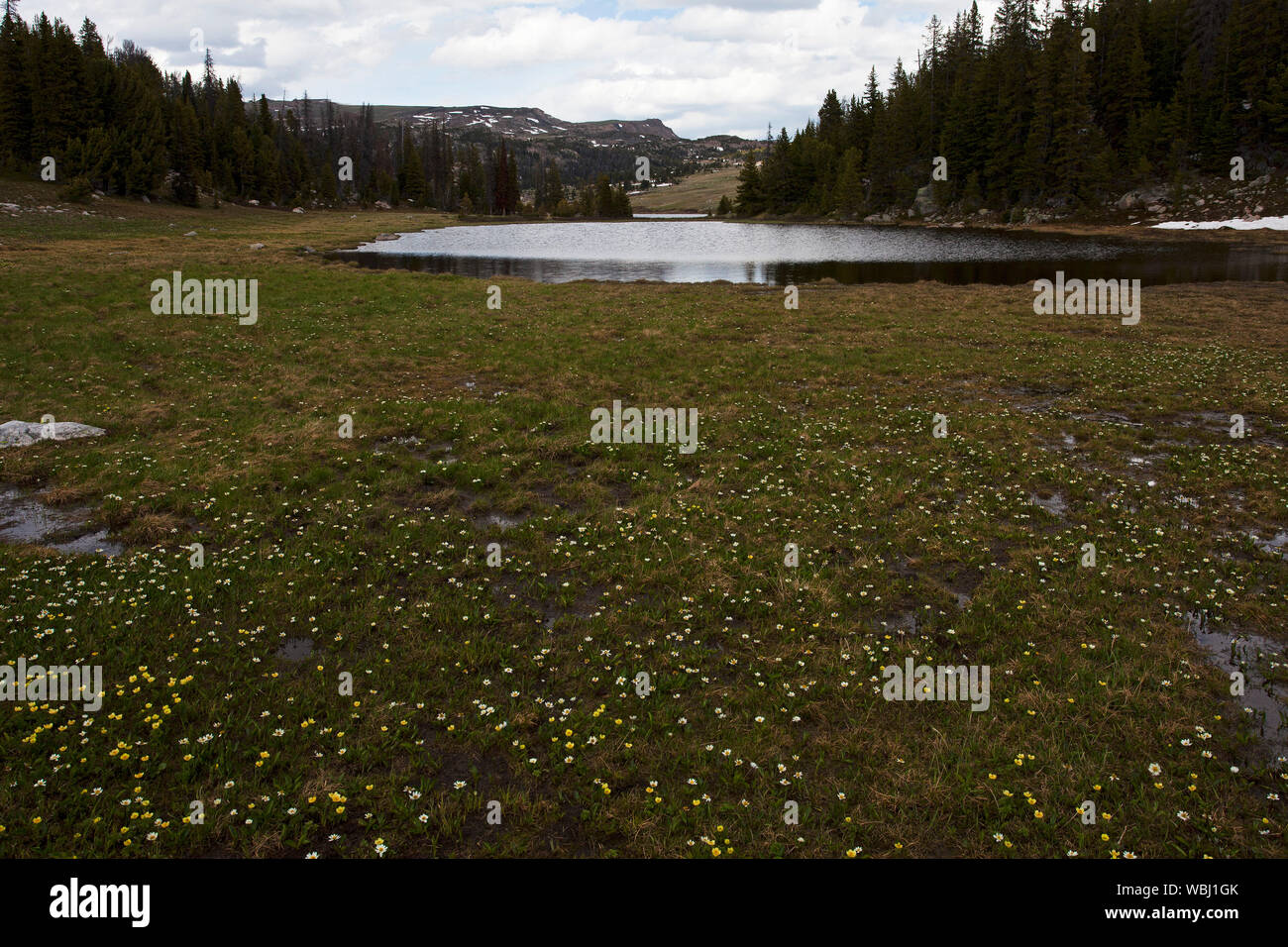 Meconella oregana hi-res stock photography and images - Alamy