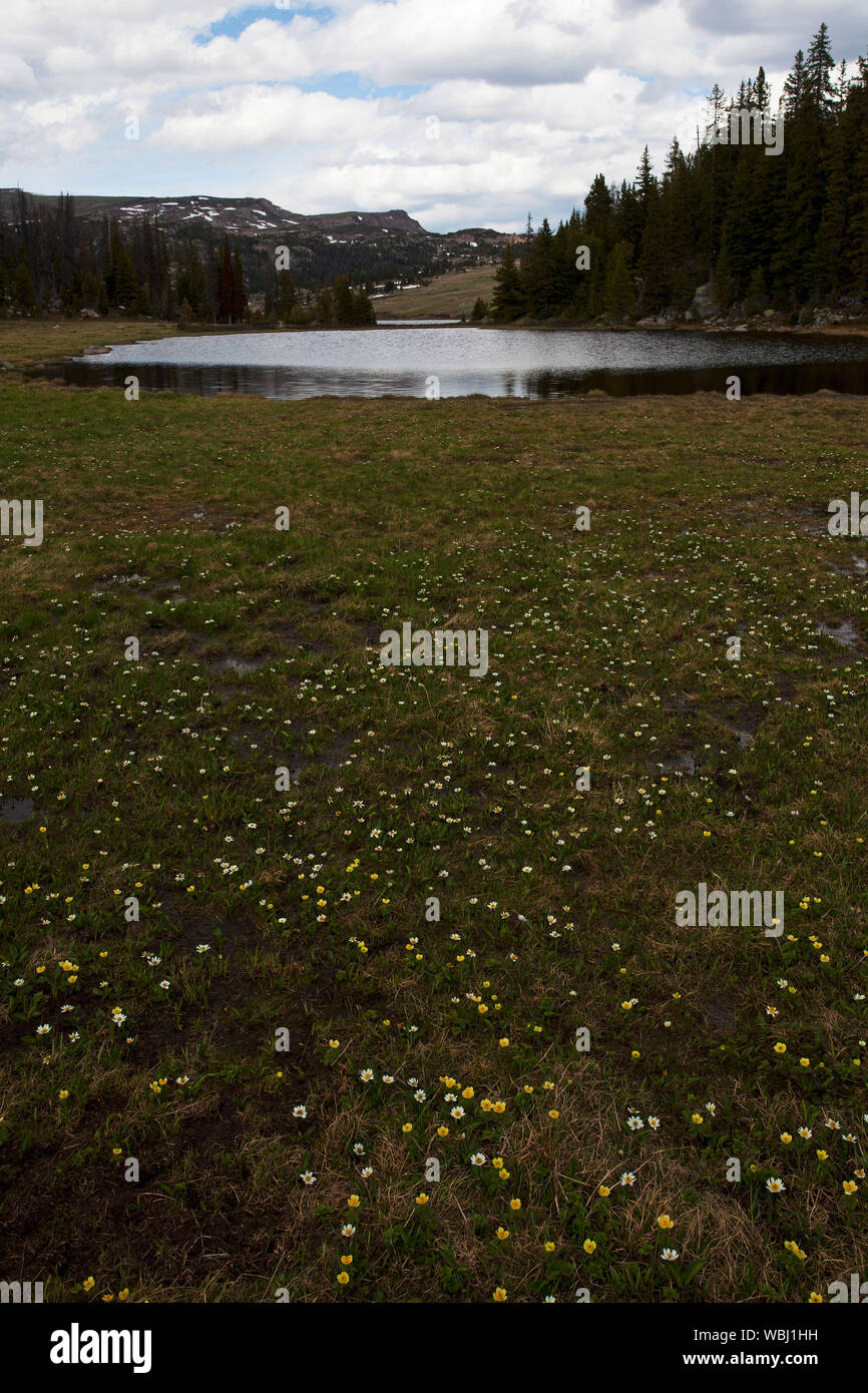 White meconella hi-res stock photography and images - Alamy