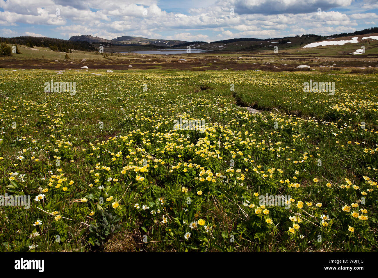 Buttercup snow hi-res stock photography and images - Alamy