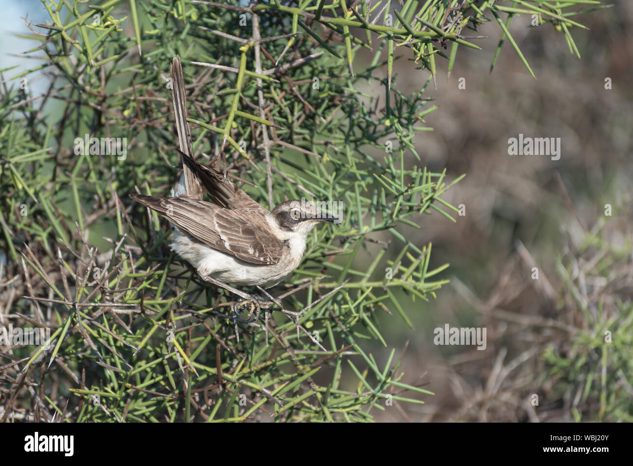 Galapagos Mockingbird, Puerto Egas (Egas Port), Santiago Island ...