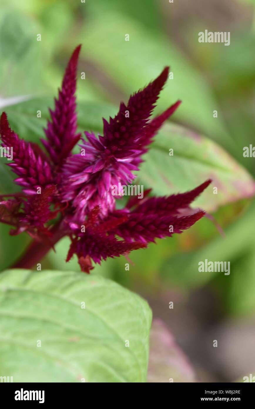 Purple celosia flower hi-res stock photography and images - Alamy Purple celosia flower hi-res stock photography and images - Alamy