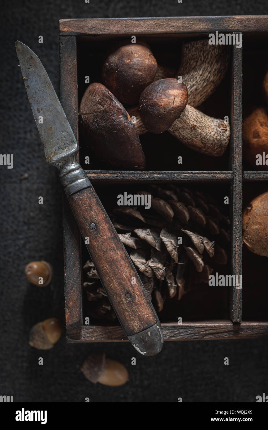 Fresh wild mushrooms with green cone and acorn Stock Photo - Alamy