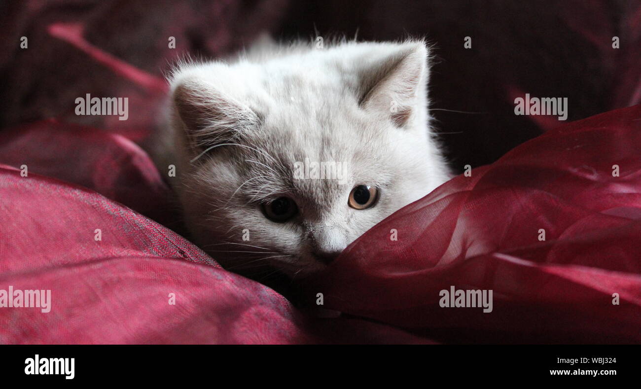 Maroon cat hi-res stock photography and images - Alamy