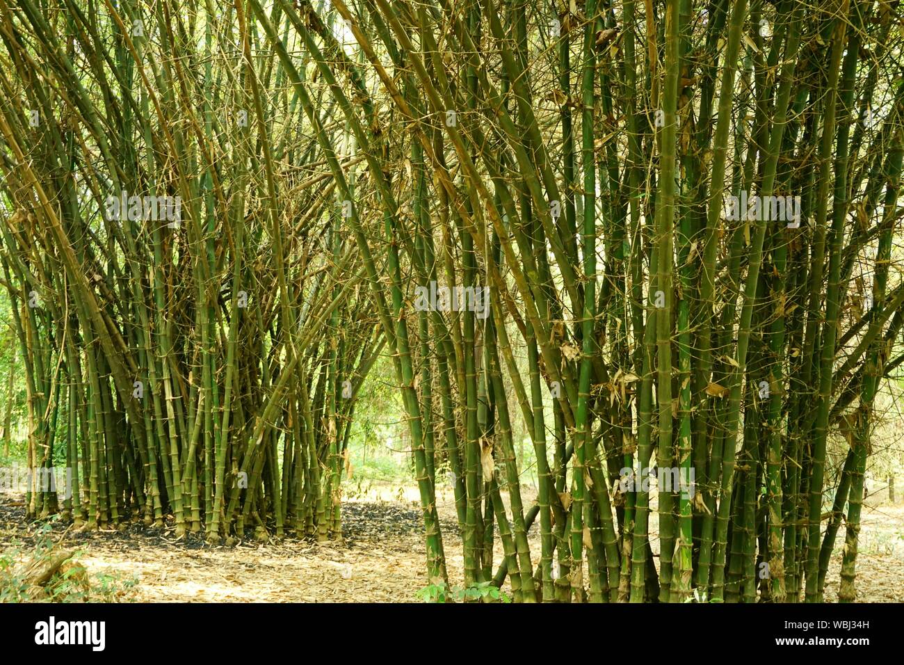 Bamboo objects hi-res stock photography and images - Alamy