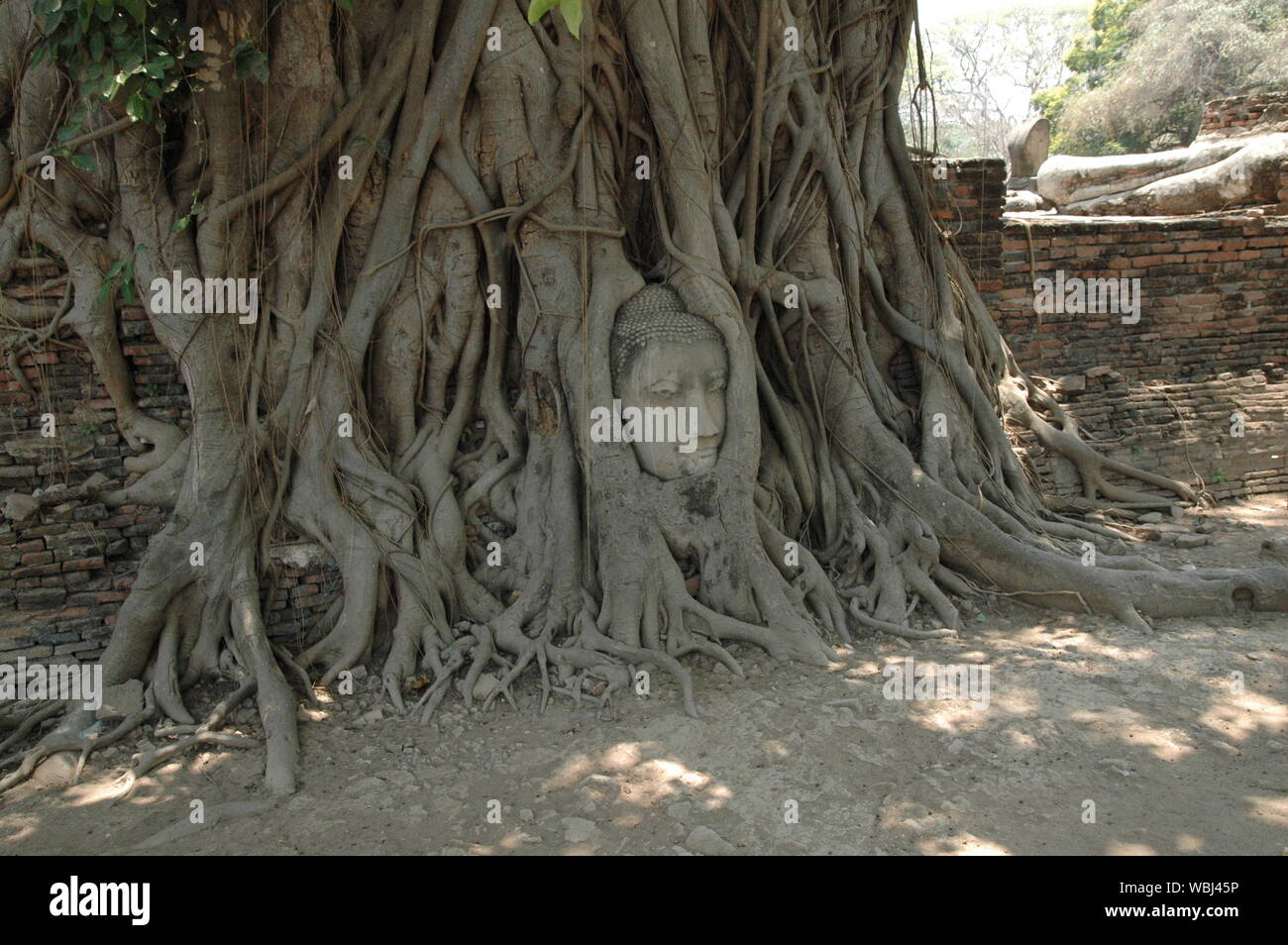 Statue tree hi-res stock photography and images - Alamy