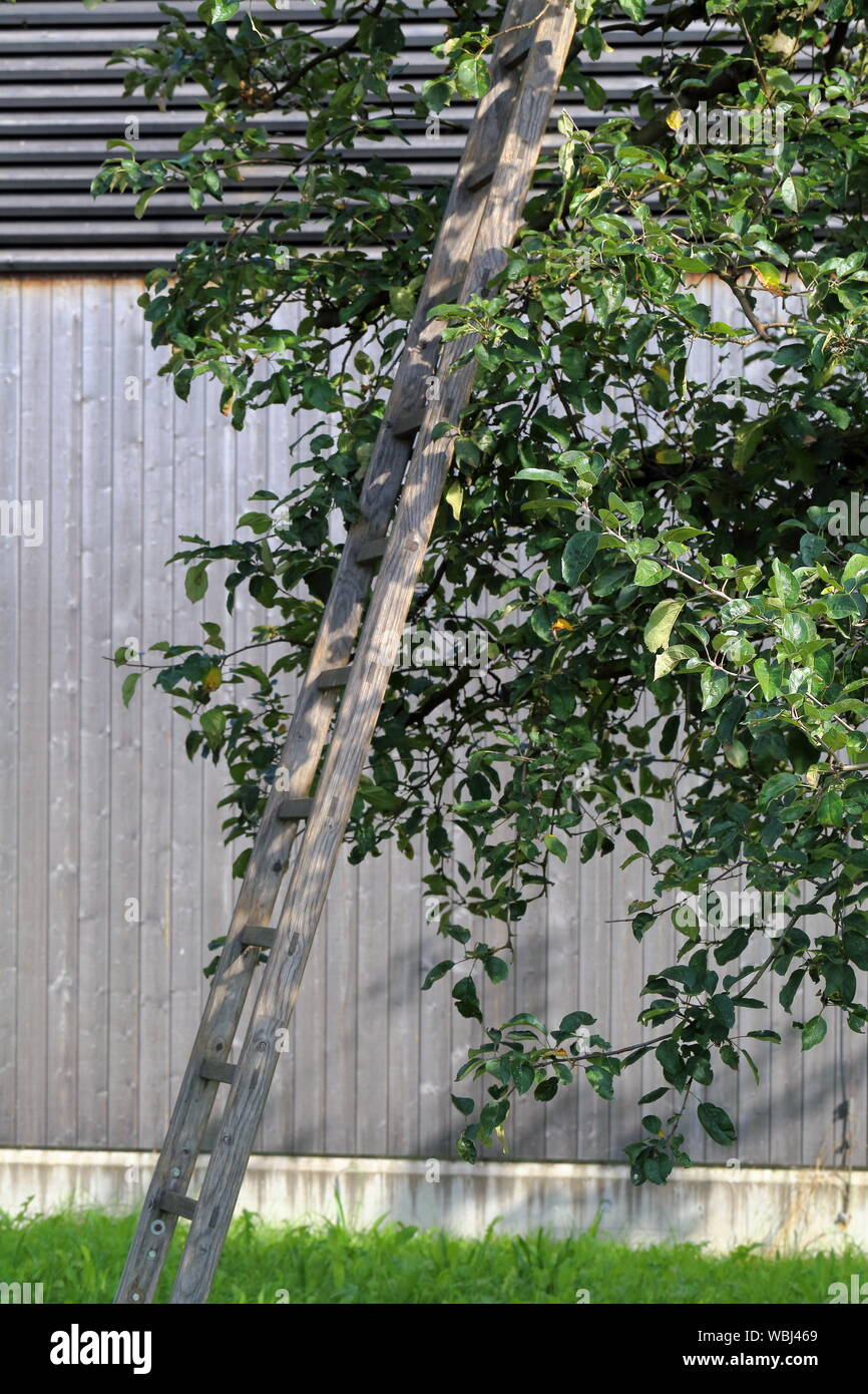 Ladder and tree hi-res stock photography and images - Alamy