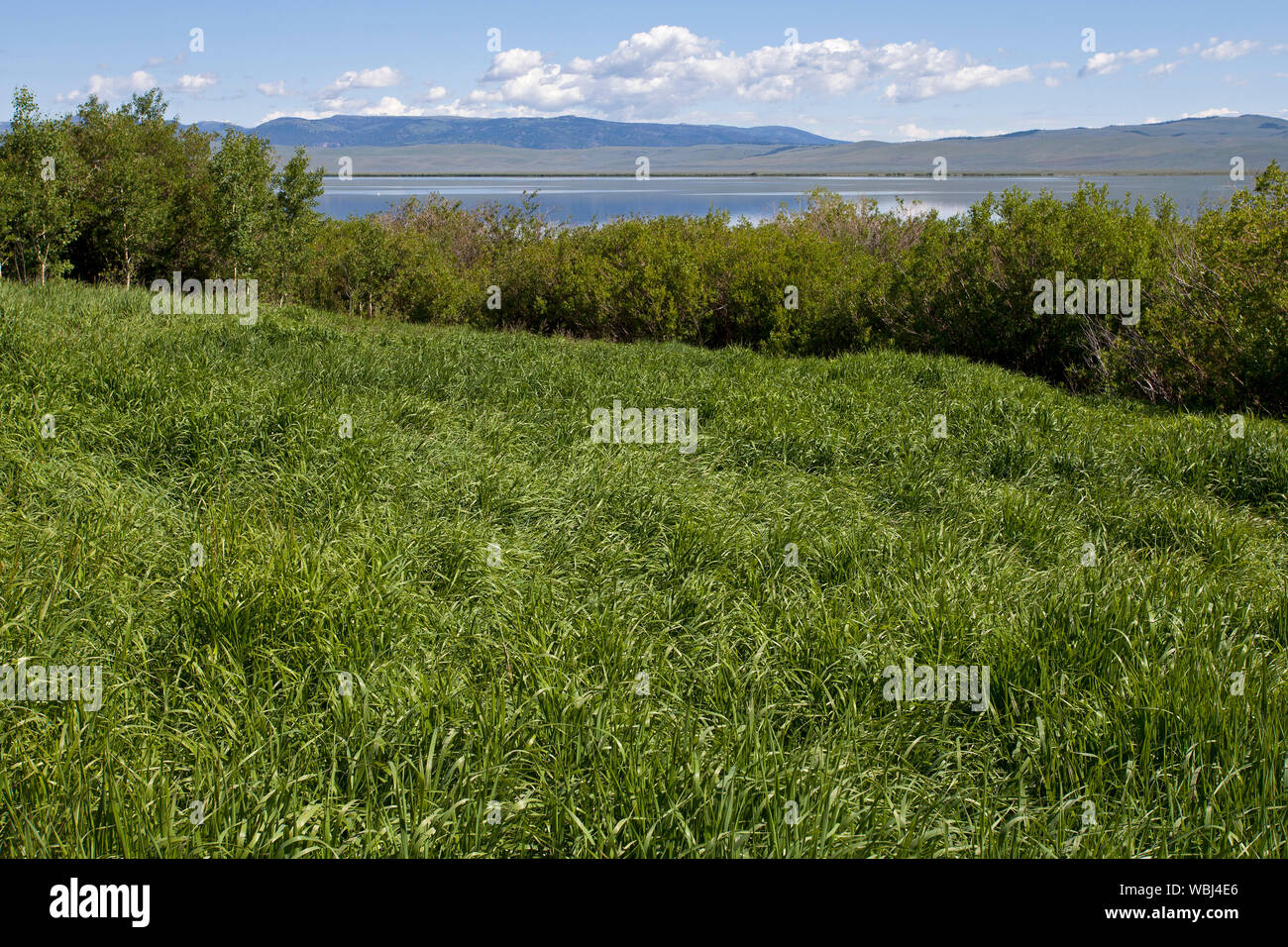 Upper Red Rock Lake Red Rock National Wildlife Refuge Idaho USA June ...