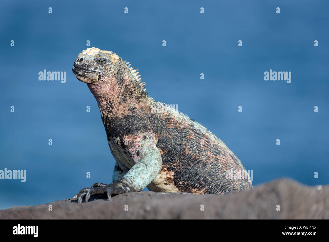 Galapagos Marine Iguana (Amblyrhynchus cristatus) at Suarez Point, La ...